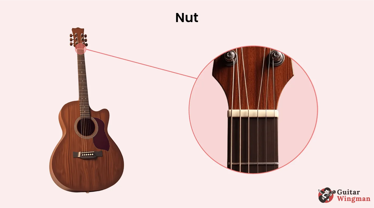 Parts, Anatomy, and Components of an Acoustic Guitar